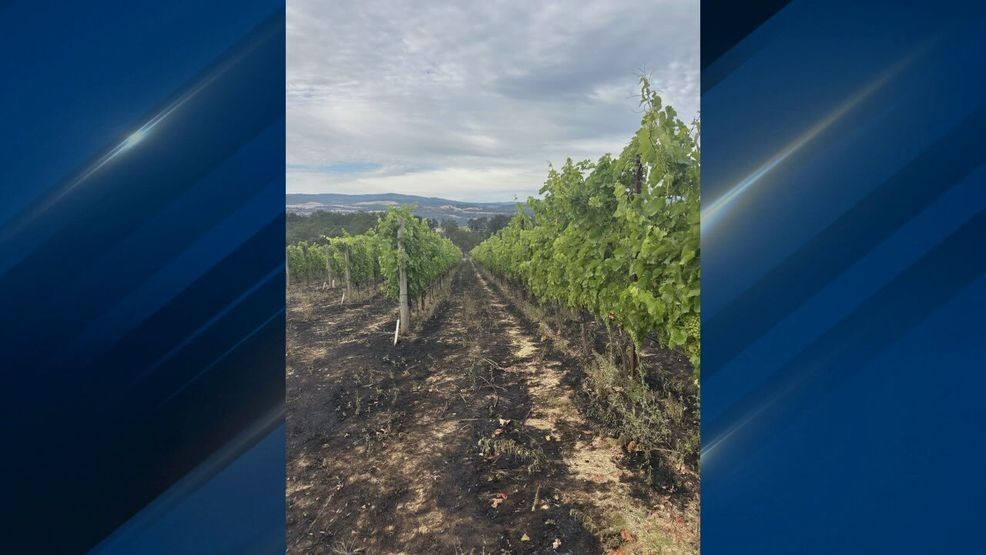 Syncline Winery owner shares devastating impact of Burdoin Fire on vineyard