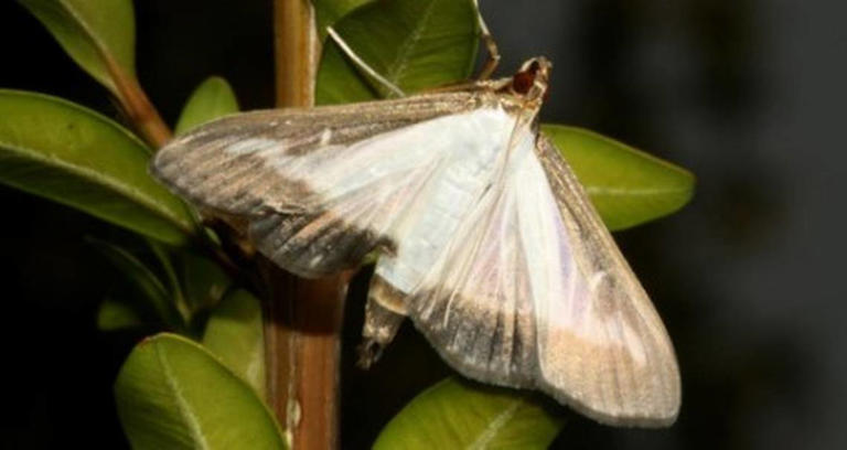 ‘Ravenous,' invasive creature from Asia now found in Virginia ...