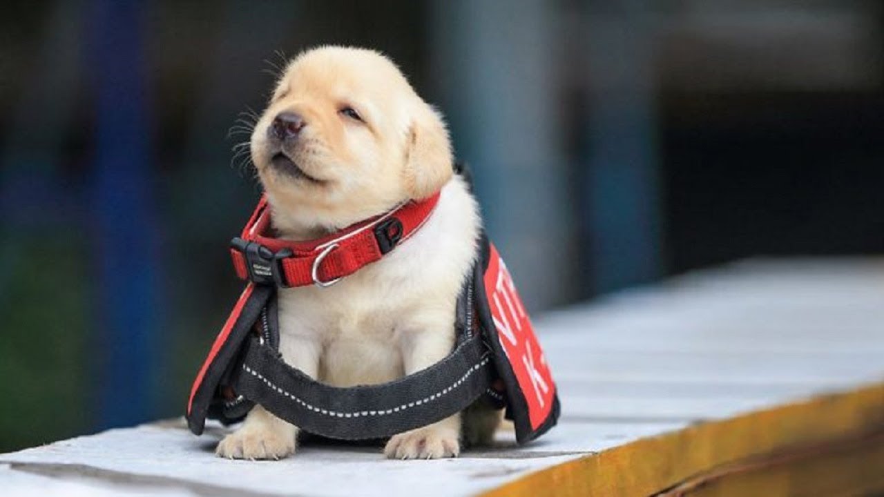 Adorable Dogs Rejected From Training Now Ready for Adoption