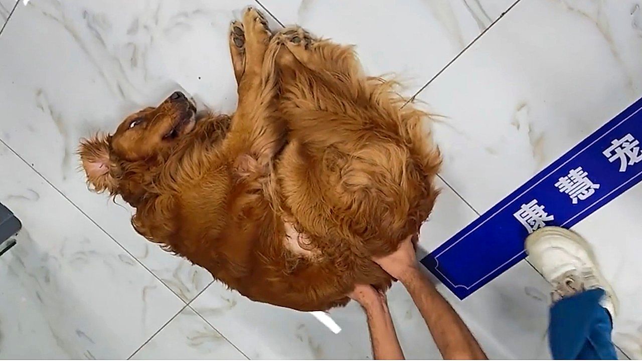 Golden Retriever goes full drama queen at the vet
