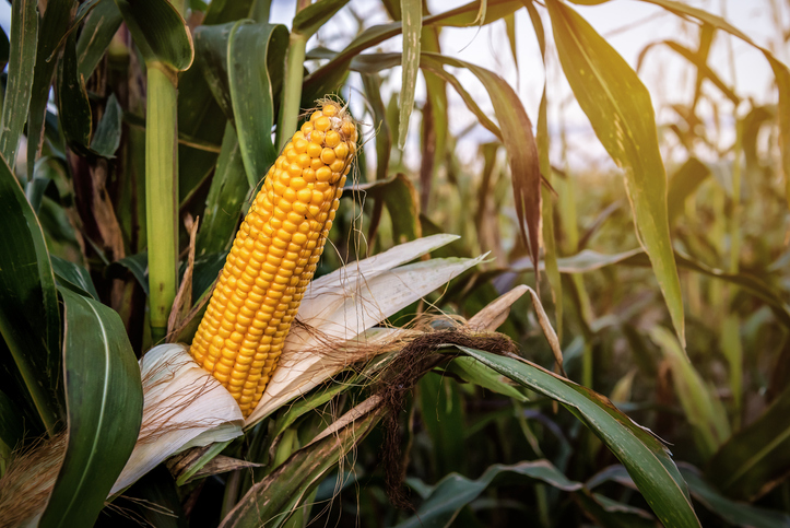 ‘Corn Sweat’: How much does it actually affect humidity levels?