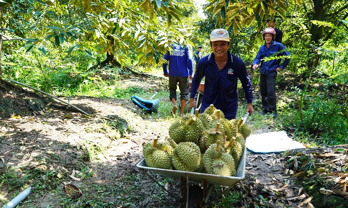 Vietnam durian exports to China rebound on better quality control