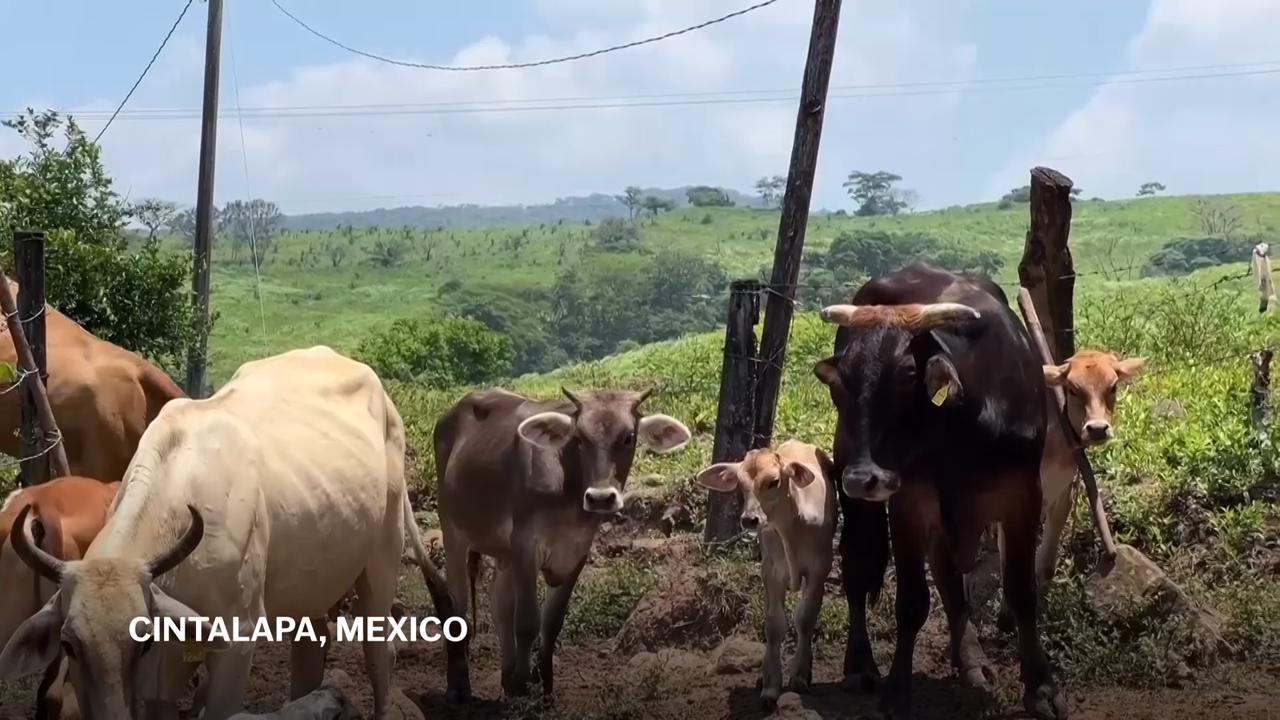 Cattle ranchers in southern Mexico are struggling against a flesh ...