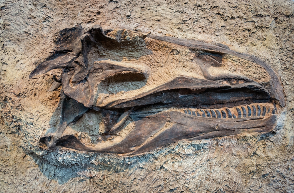 More than fossils: from history to natural beauty at Dinosaur National ...