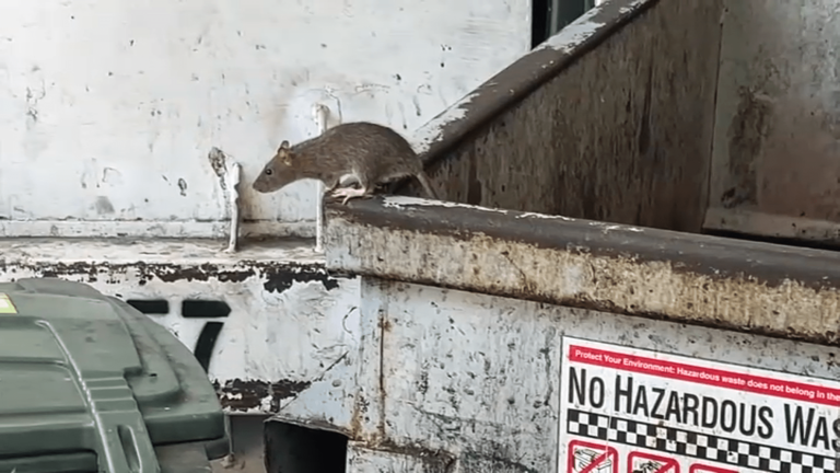 Rats run rampant around Vallejo's ferry building