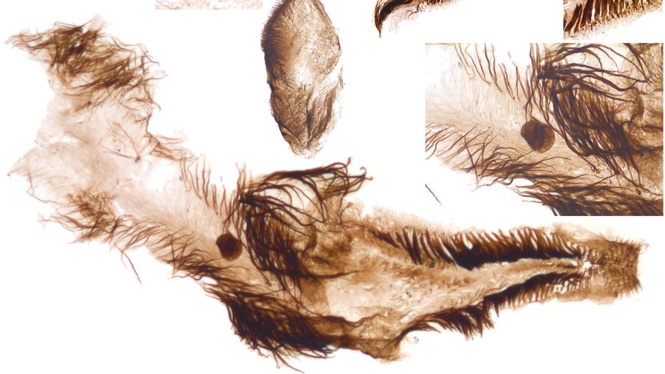 Fossils unearthed in Grand Canyon reveal new details of evolutionary ...