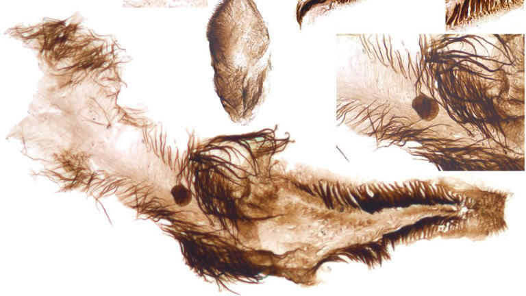 Fossils unearthed in Grand Canyon reveal new details of evolutionary ...