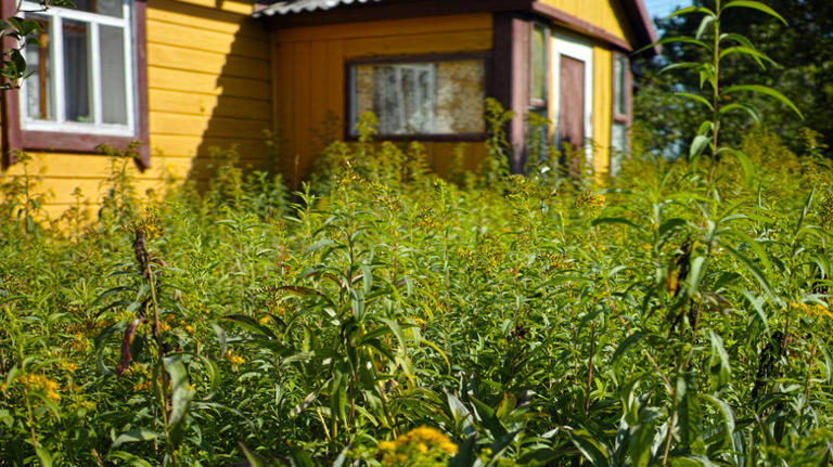 Keep Giant Ragweed From Taking Over Your Yard With These Tips