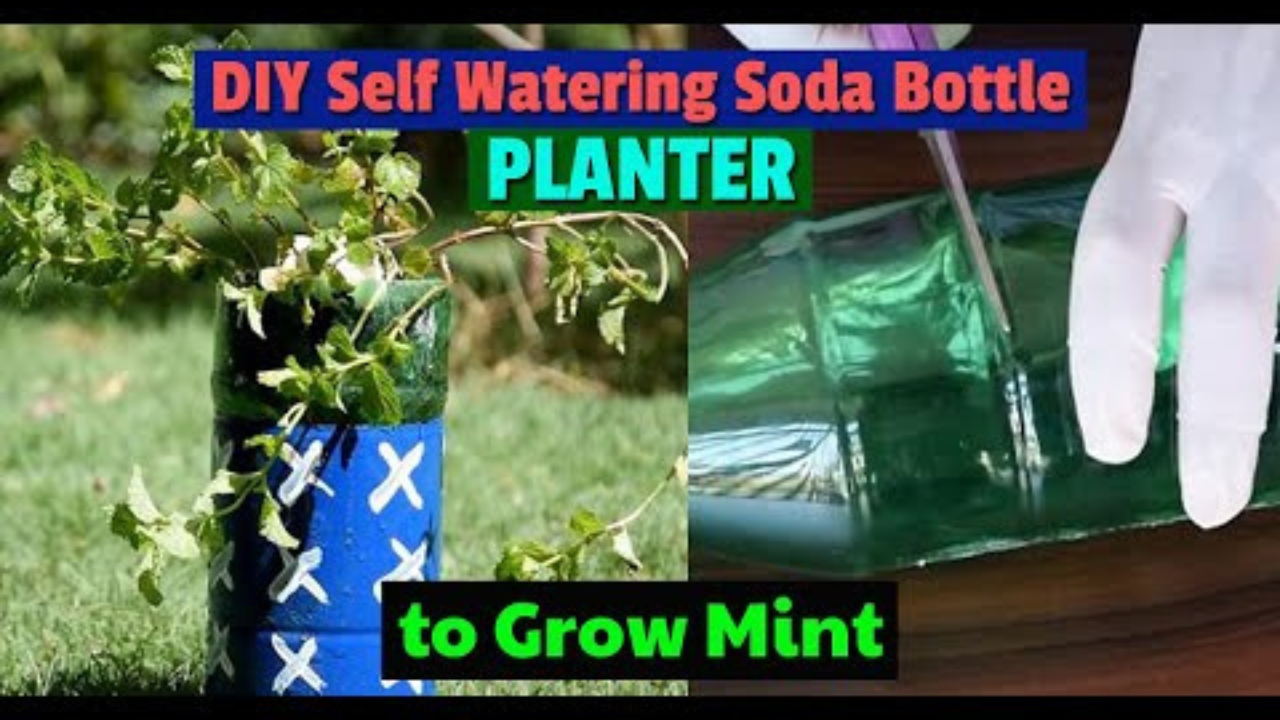 DIY Self Watering Soda Bottle Planter to Grow Mint
