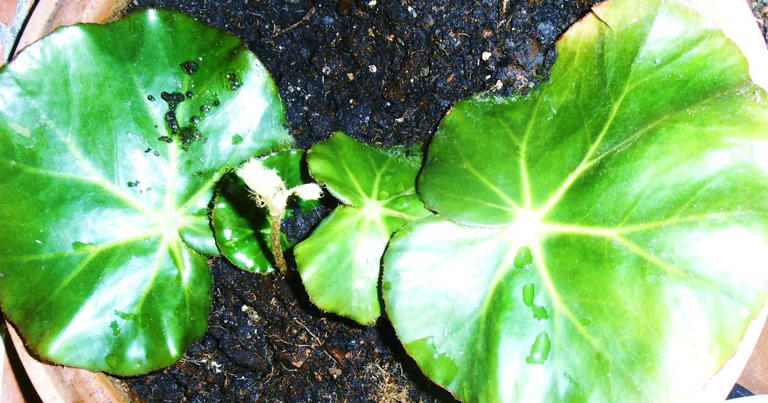Begonia erythrophylla: guía completa de cuidados, características y ...