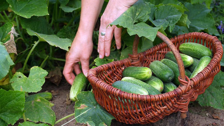 Gurken-Rankhilfe: So kreativ gestalten Sie Ihren Garten neu