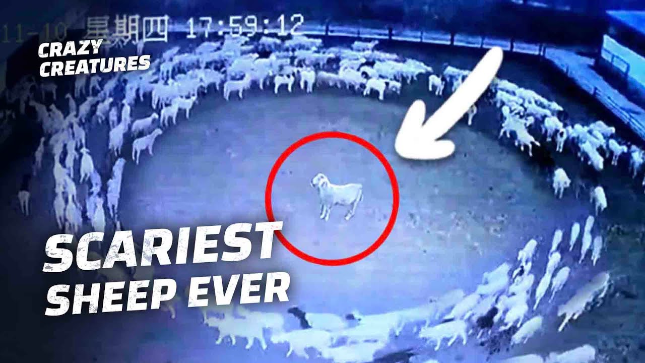 Strange Behavior: Sheep Walk in Circles Nonstop