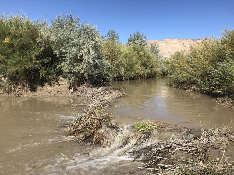 Beavers Were Brought to the Desert to Save a Dying River. Six Years ...
