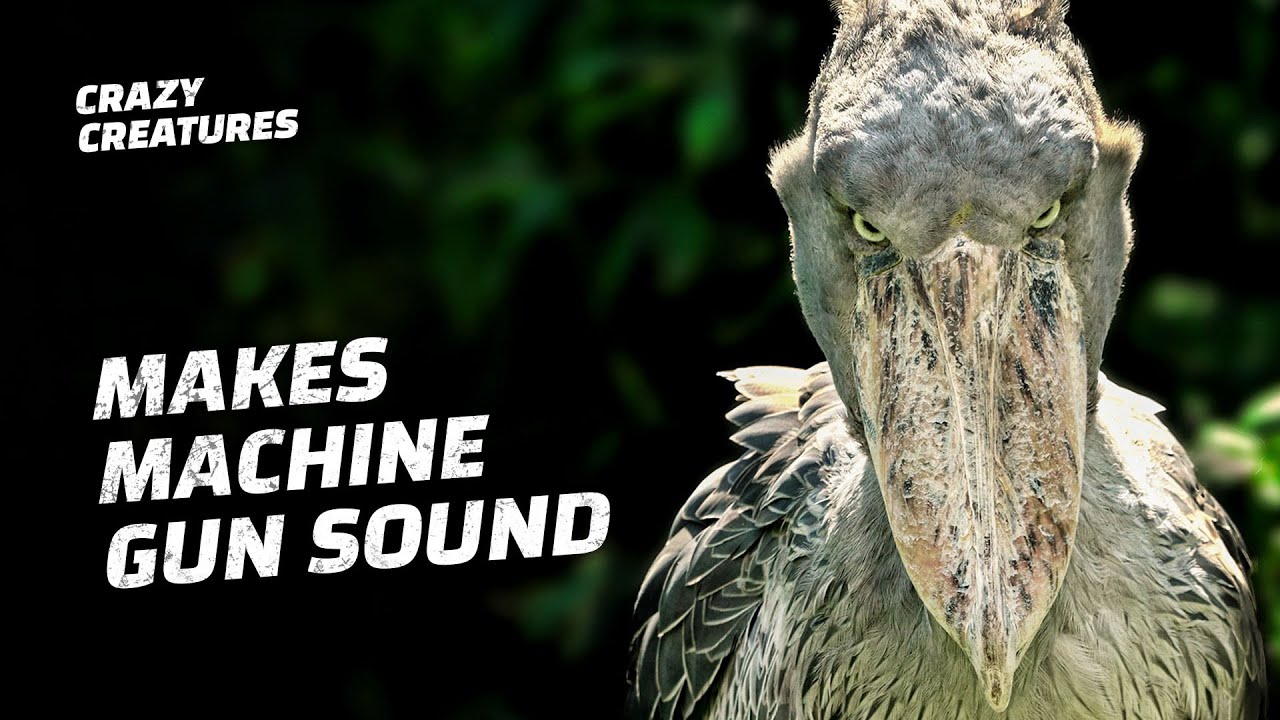Shoebills Sound Like Machine Guns