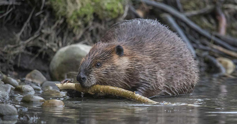 Beavers Were Brought to the Desert to Save a Dying River. Six Years ...