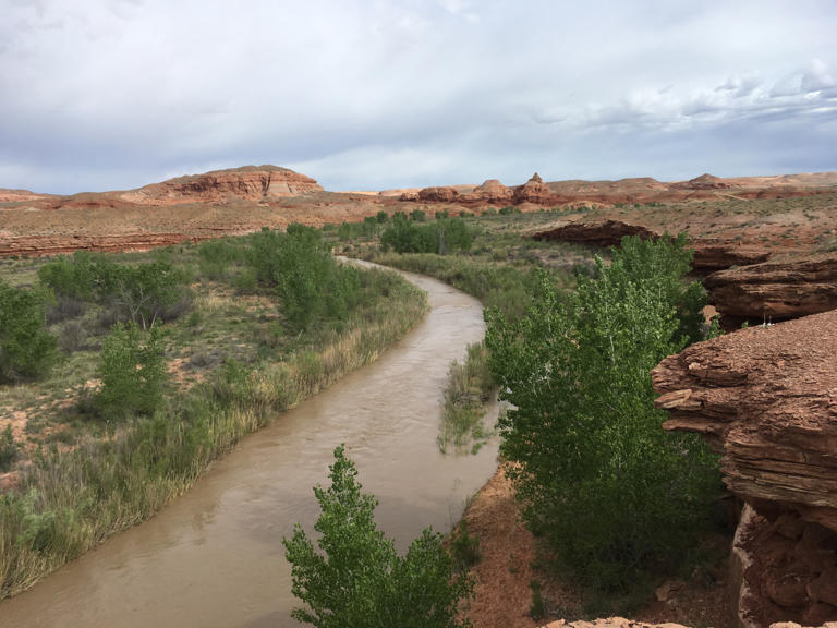 Beavers Were Brought to the Desert to Save a Dying River. Six Years ...