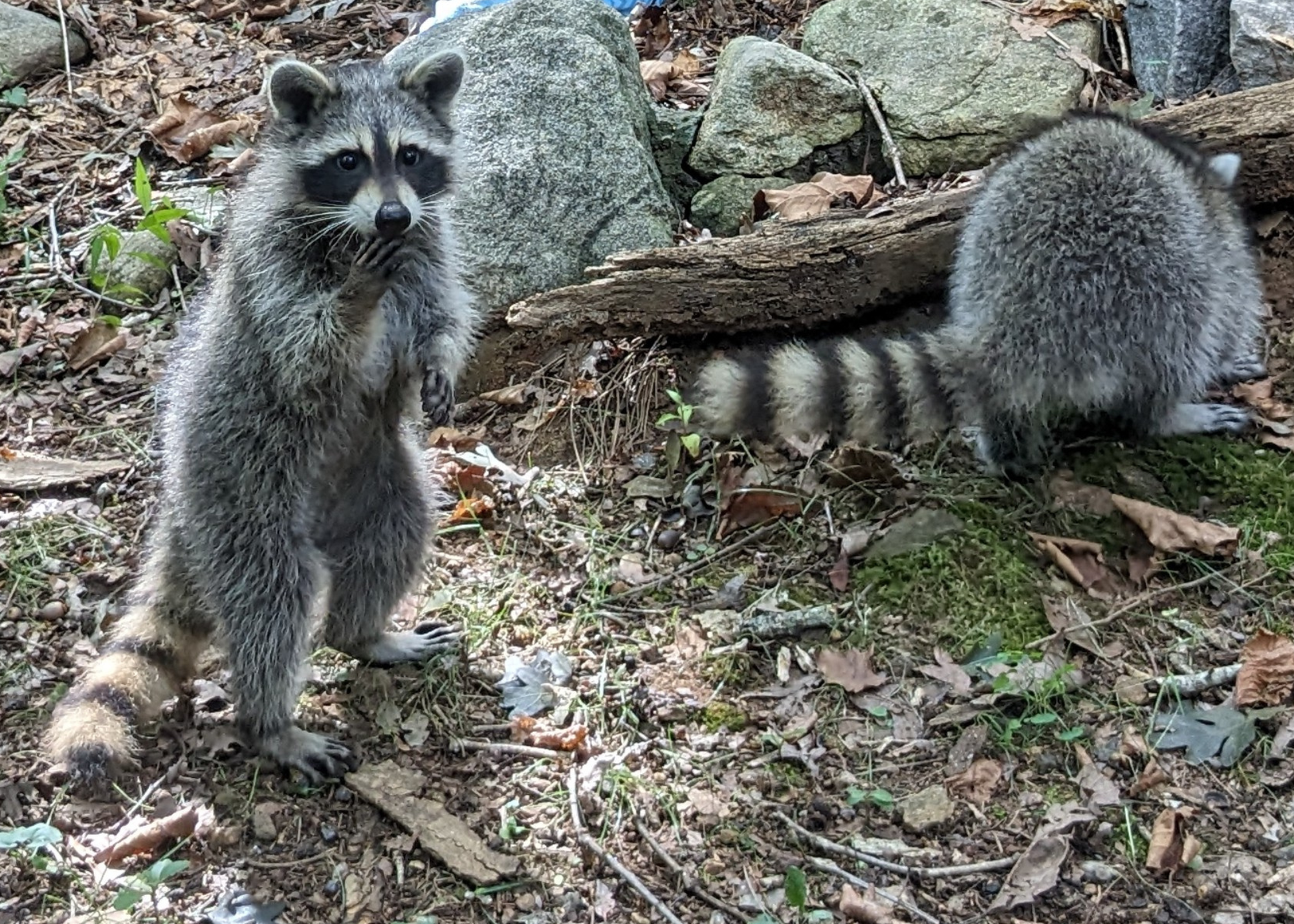 Your guide to things to do in Asheville and WNC this week