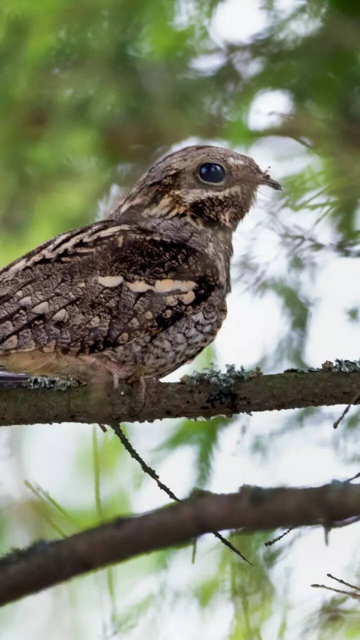 10 nocturnal Indian birds, apart from owls