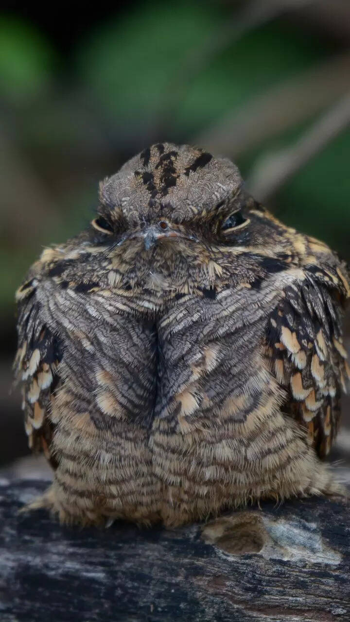 10 nocturnal Indian birds, apart from owls
