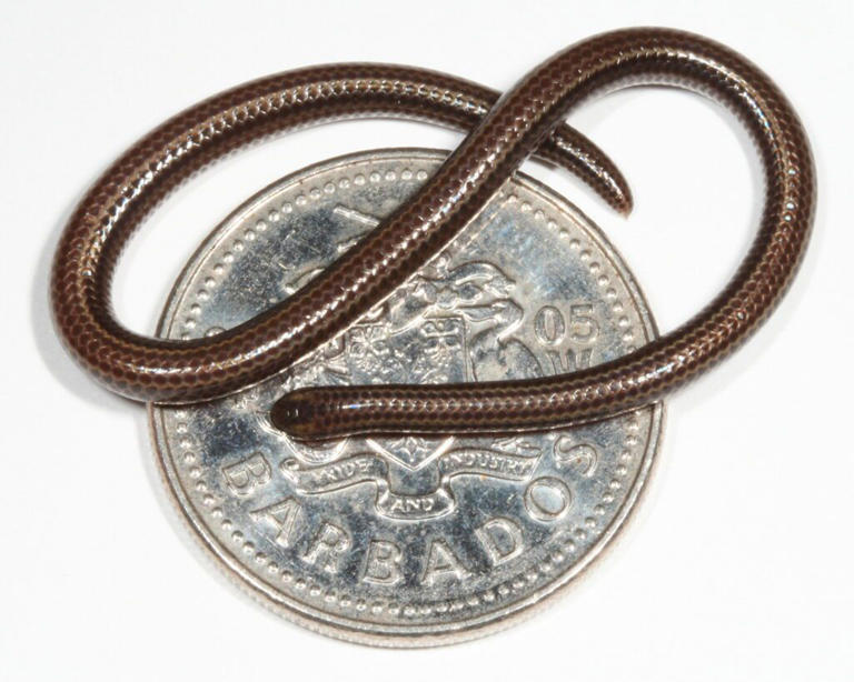 World’s smallest snake rediscovered after 20 years in Barbados