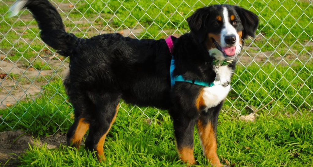 This Common Item Might Poison Your Dog