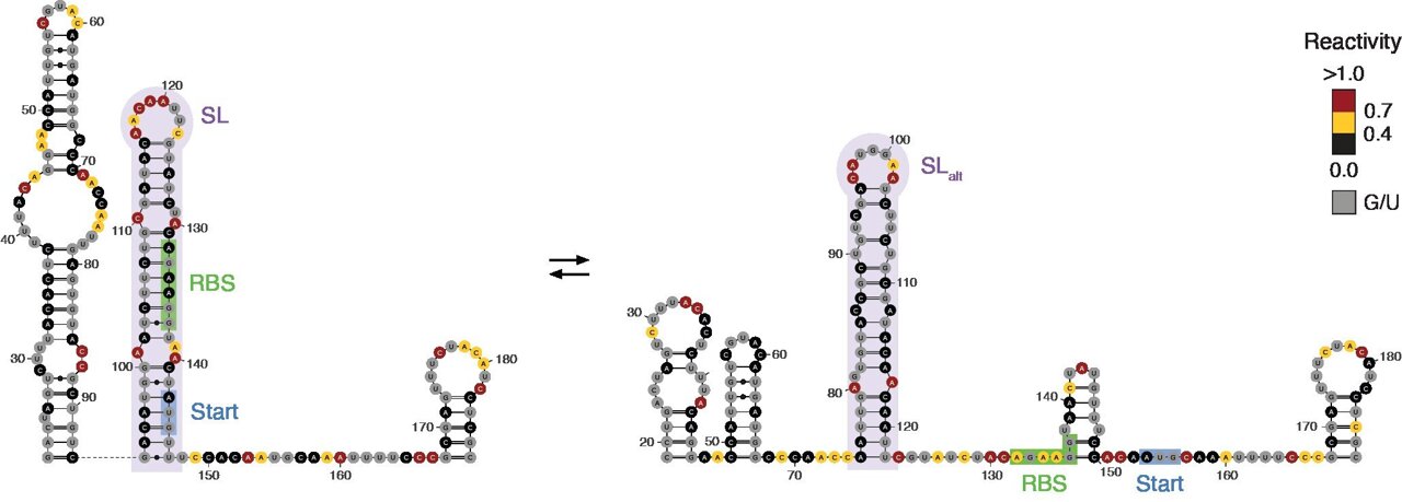 Shapeshifting RNA switches regulate gene activity in cells