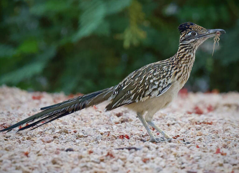 Roadrunner caught delivering snack to its chick