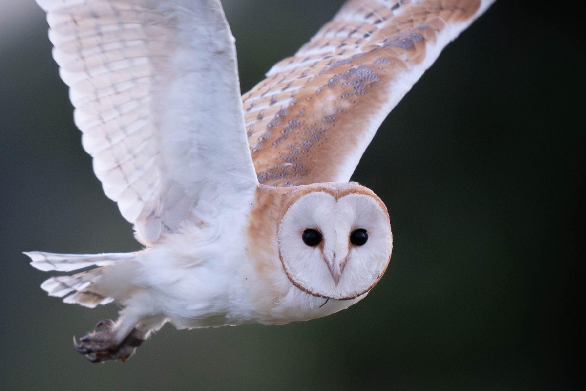 AI tool created to monitor barn owl chicks without disturbing nesting sites