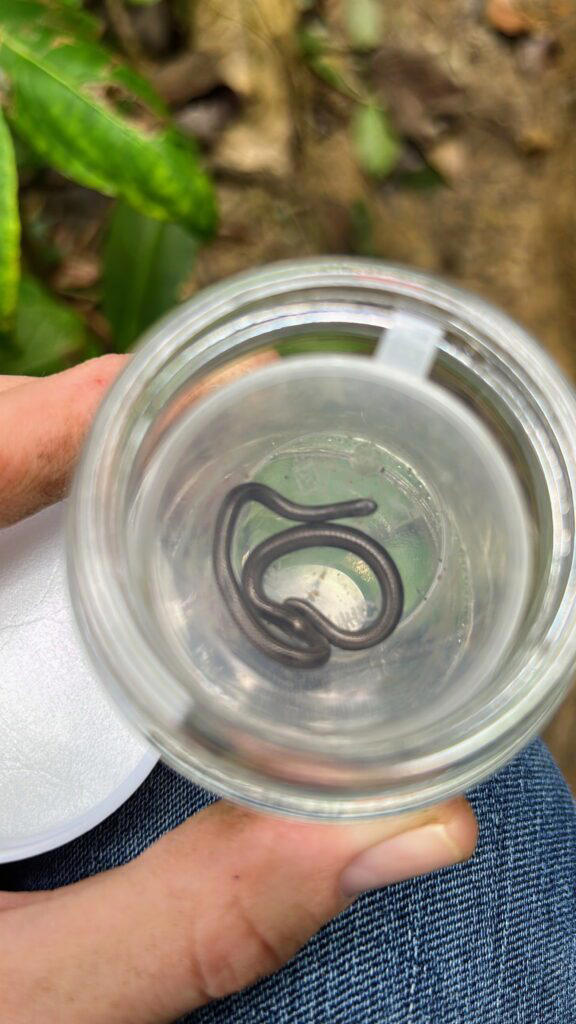 World’s smallest snake rediscovered after 20 years in Barbados
