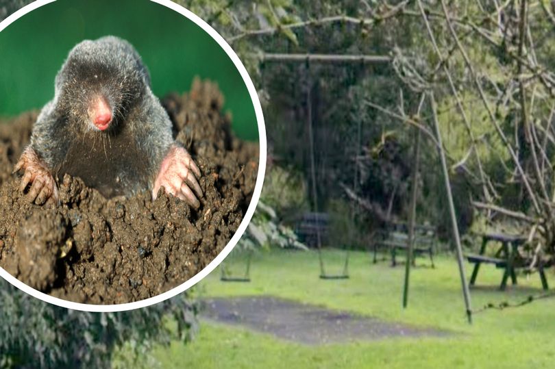 Moles digging up playing field bringing 'asbestos' to the surface