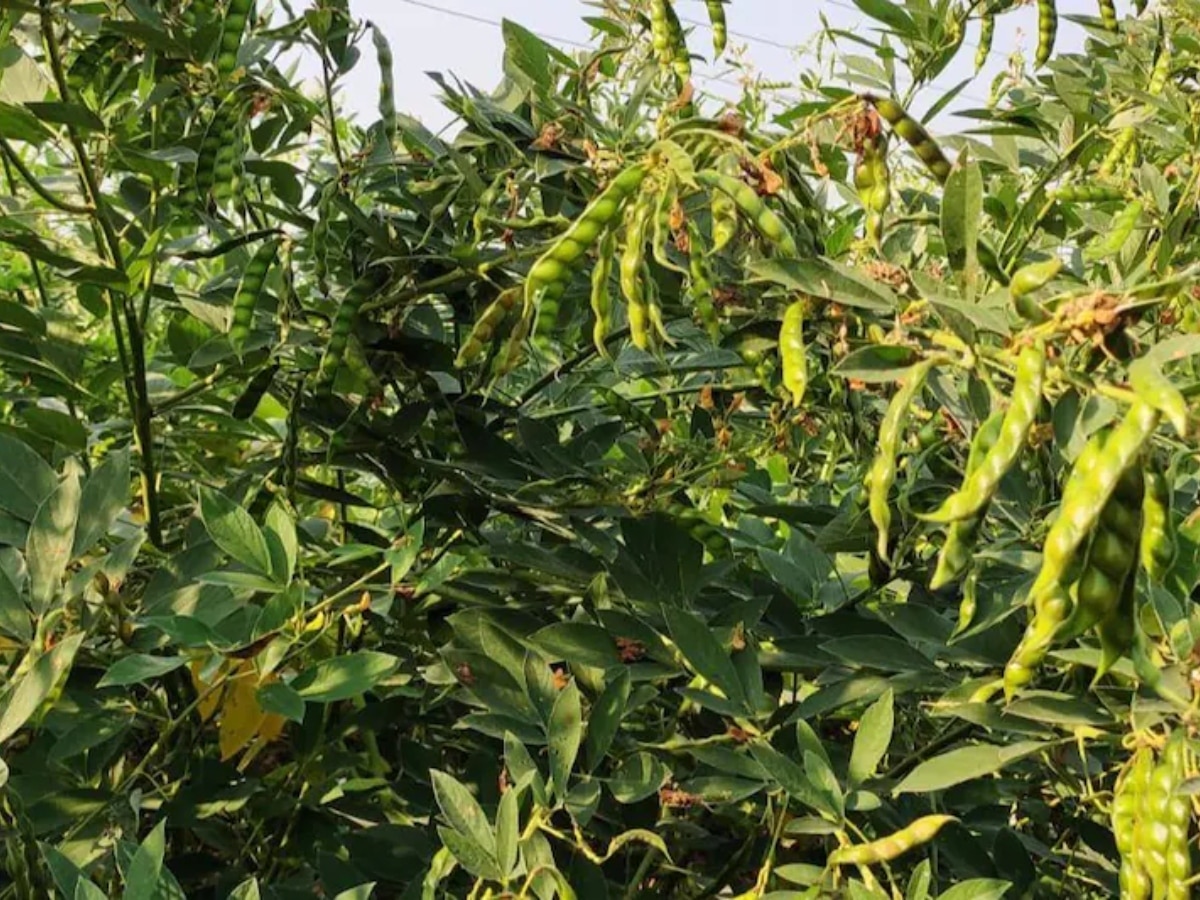 Tur Dal Farming: अरहर की खेती से चाहिए बढ़िया मुनाफा? तो एमपी के किसान ...