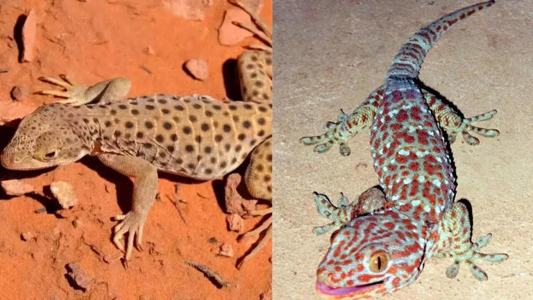 Lizards vs geckos: Key differences in appearance, habitat, reproduction ...