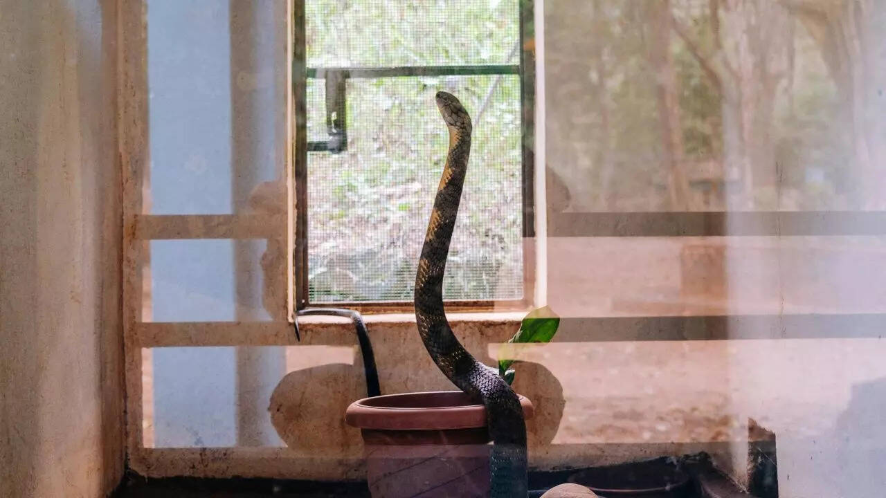 7 common snakes you might see during the rainy season and how to stay safe