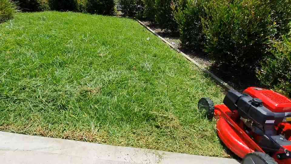 Restoring an Overgrown Yard: Rover Push Mower Performance