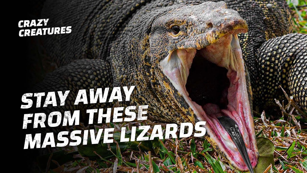 Living With the World’s Last Real-Life Dragons