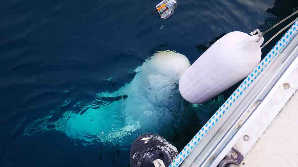 Wild Beluga Seeks Human Contact in Peaceful Encounter