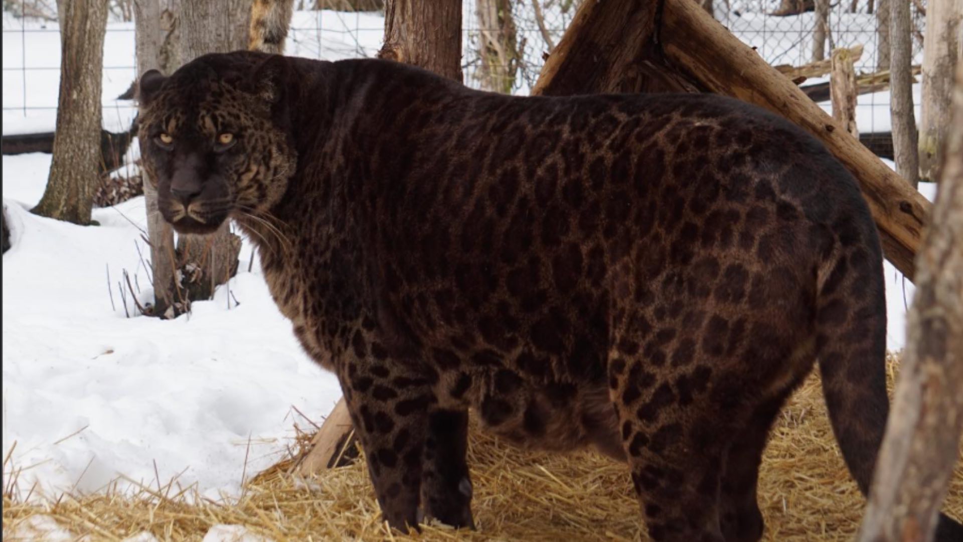 This hybrid feline called a "jaglion" is an unlikely creation of nature