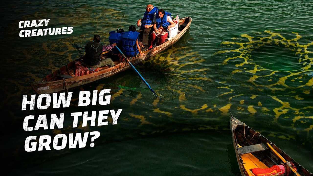 Deadly Down Under: Australia's Top 8 Snakes