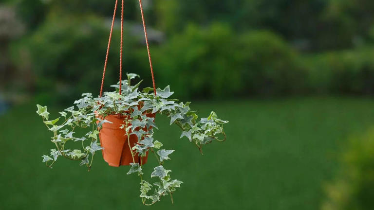 How a teen's curious science experiment helped discover nature's ...