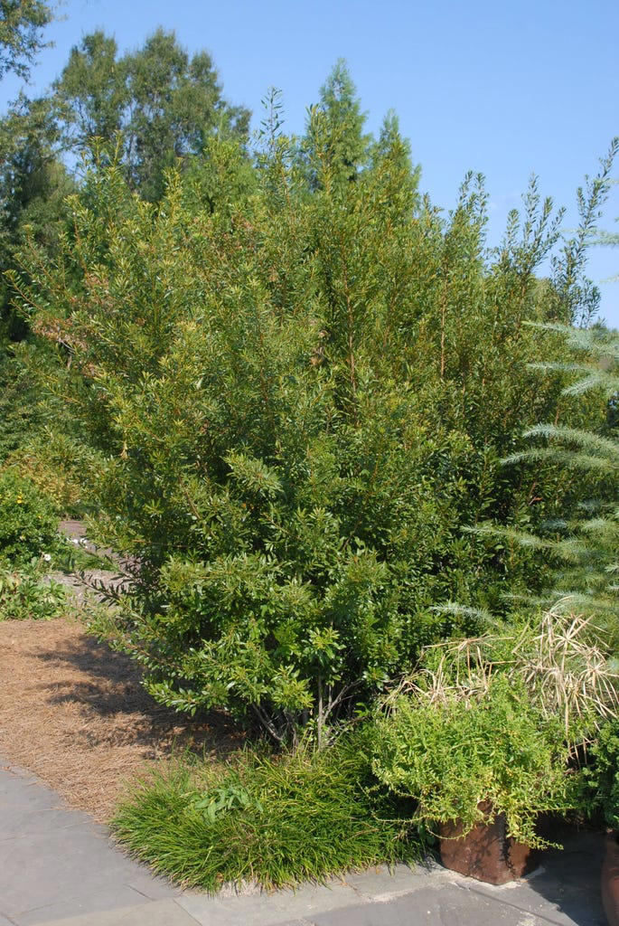 Avoid planting invasive species in your landscape in Wilmington. Plant ...