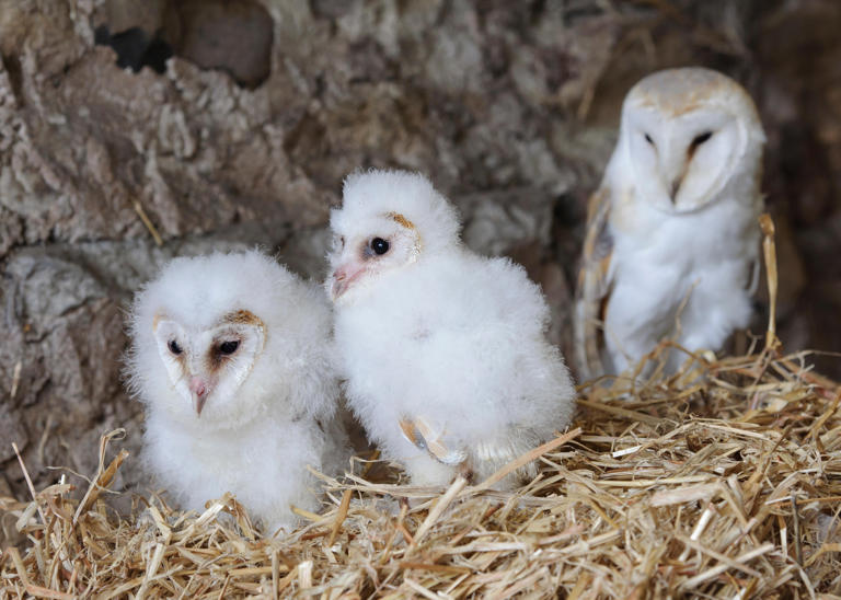 AI tool created to monitor barn owl chicks without disturbing nesting sites