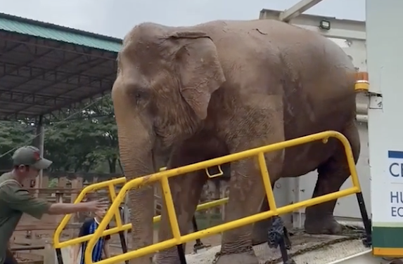Elephant Takes First Steps Toward Freedom After Years in Captivity