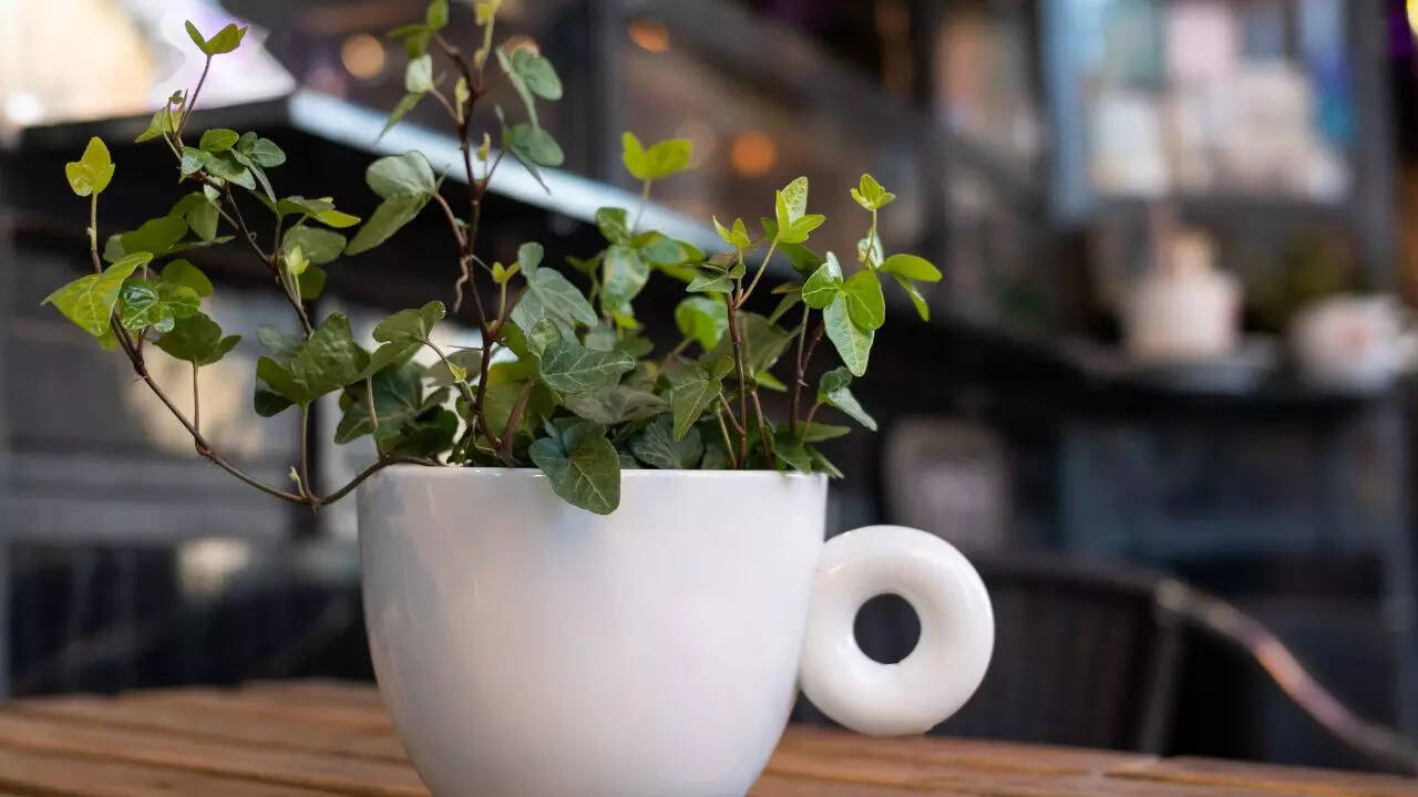 How a teen's curious science experiment helped discover nature's ...