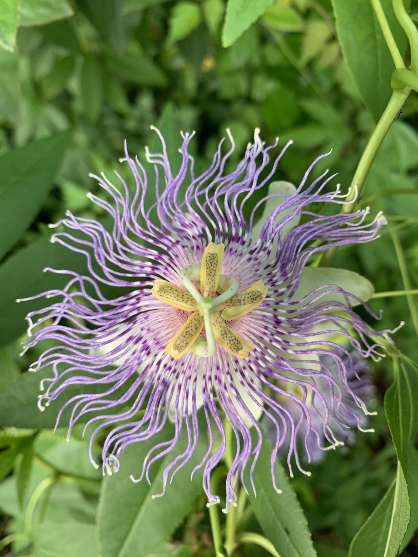 Avoid planting invasive species in your landscape in Wilmington. Plant ...