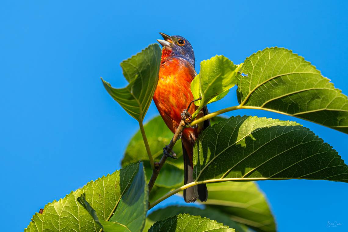 A beloved rare bird returns to Raleigh, out of his normal range. How to ...