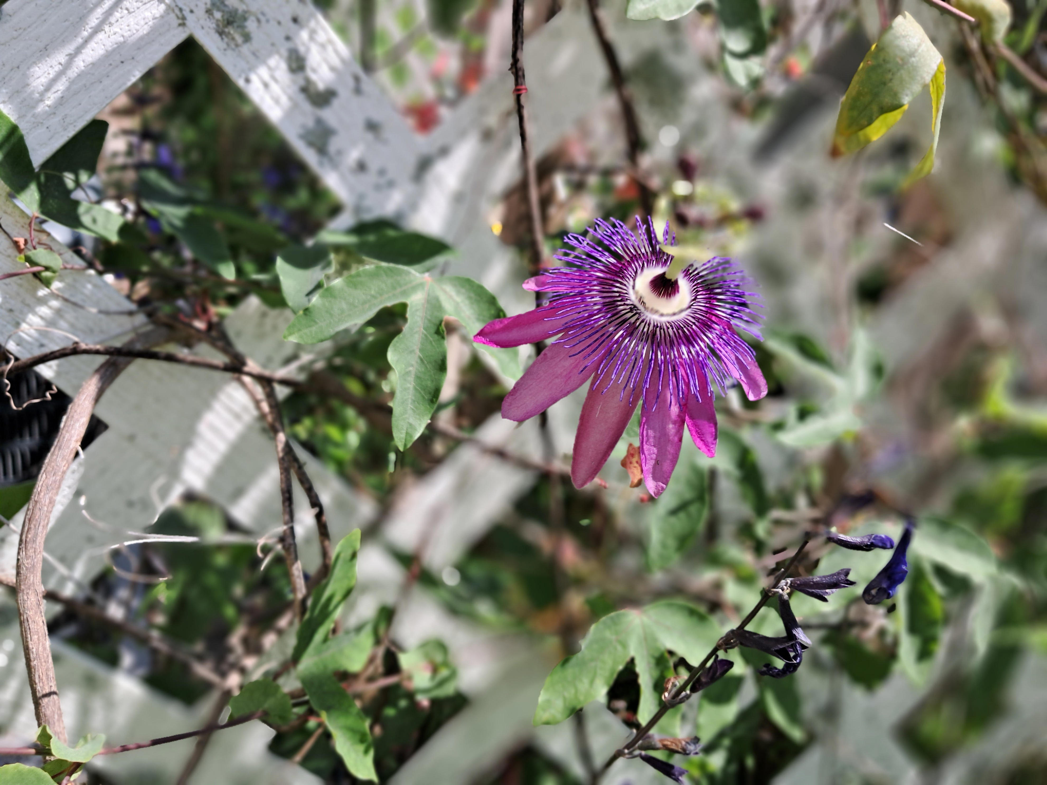 Versatile native flowering vines will grow on you