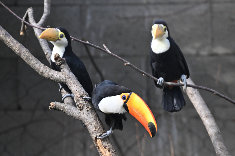 Zlínské zoo se poprvé podařilo odchovat mláďata tukanů obrovských