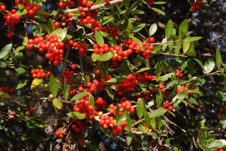 Avoid planting invasive species in your landscape in Wilmington. Plant ...