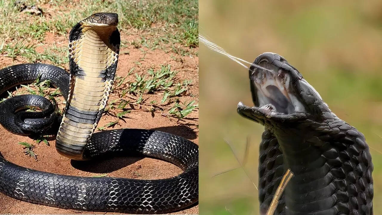 One-third of cobra bites are dry: What are dry bites, and are they fatal?