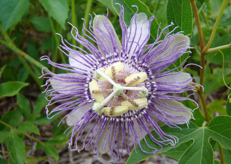 Versatile native flowering vines will grow on you
